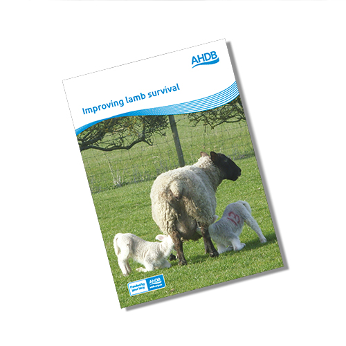 Improving lamb survival – AHDB Catalogue