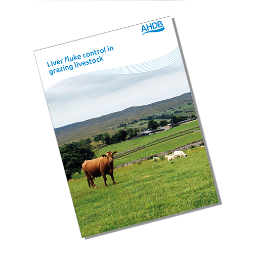 Liver fluke control in grazing livestock – AHDB Catalogue