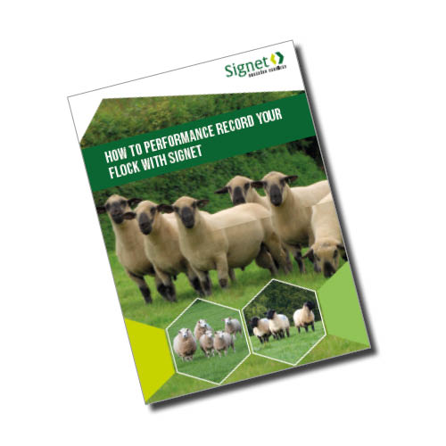 How to performance record your flock with Signet – AHDB Catalogue