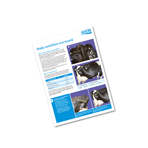 Body condition scorecard – AHDB Catalogue