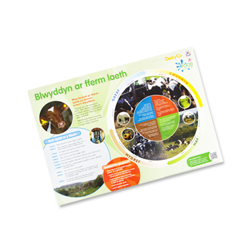 A year on a dairy farm poster (primary): Welsh version – AHDB Catalogue