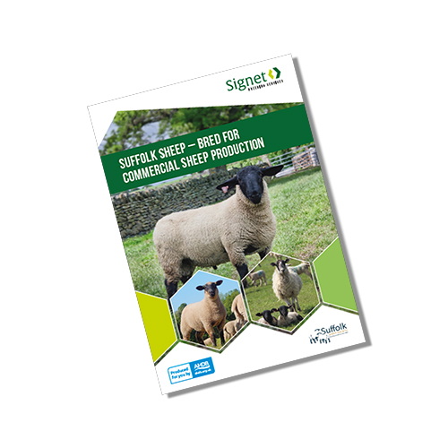 Signet: Suffolk sheep – Bred for commercial sheep production – AHDB ...